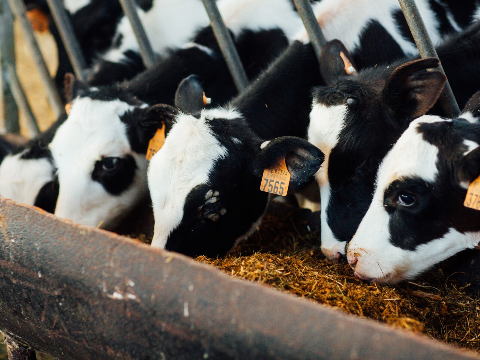 Drystock & young cattle rations | Farmdesk